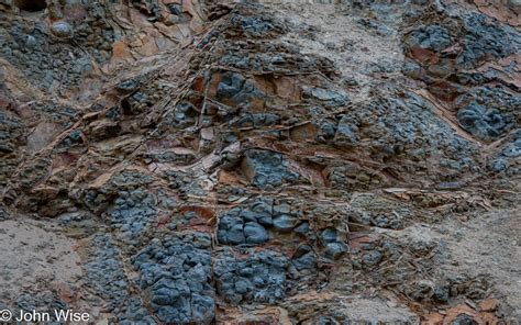 Fossils On The Oregon Coast John Wise