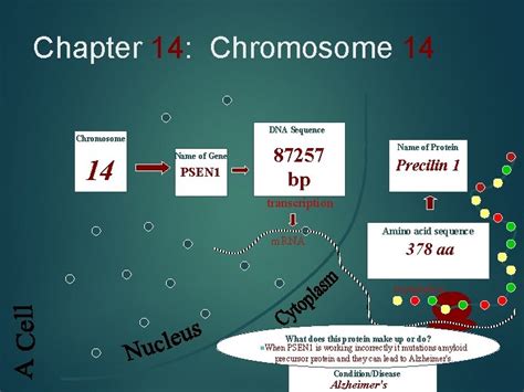 Chapter Chromosome DNA Sequence Chromosome