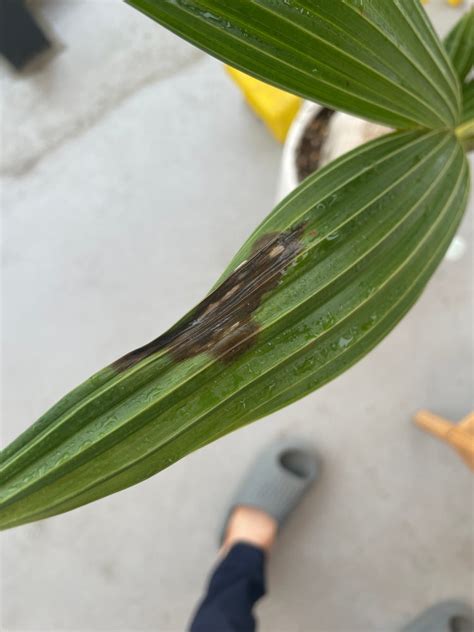 나눈질문1 코코넛야자 잎에갈색뭔가요 지식in