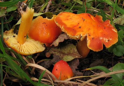 Hygrocybe Aurantiosplendens The Ultimate Mushroom Guide