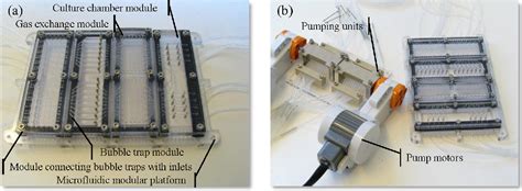 Figure 3 From Modular Microfluidic System As A Model Of Cystic Fibrosis