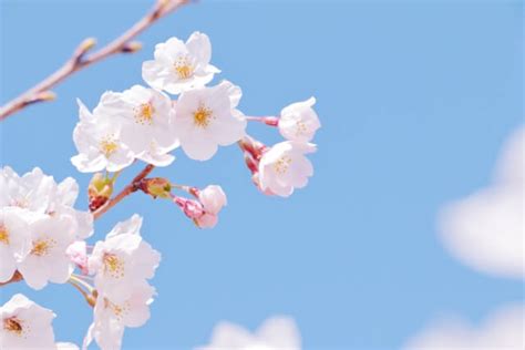 桜の花言葉に恐ろしい意味がある種類ごとの意味を紹介 心の体操