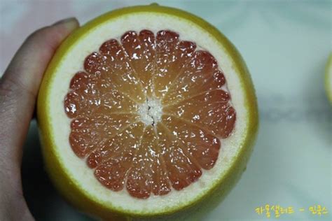 상큼한 자몽샐러드