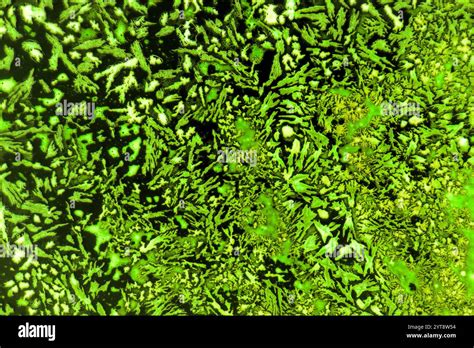 Microscopic Shot Showing Some Microcrystals In Dried Dyestuff Stock