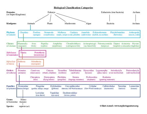 Classification Of Humans All Age Levels Exploring Nature