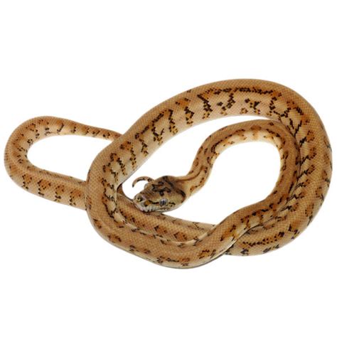 Caramel Tiger Jaguar Carpet Pythons Big Apple Pet Supply Caramel Tiger Jaguar Carpet Pythons Big Apple Pet Supply