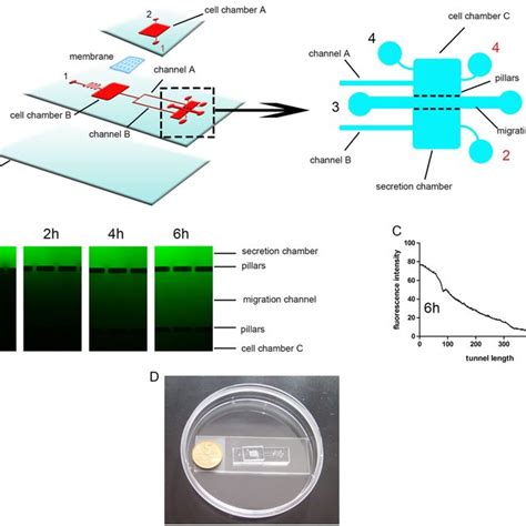 Design And Illustration Of The Integrated Microfluidic Chip A A Download Scientific Diagram