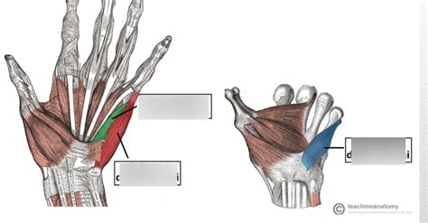 Block 4 Lsn 30 Hypothenar Muscles Ulnar Nerve Diagram Quizlet