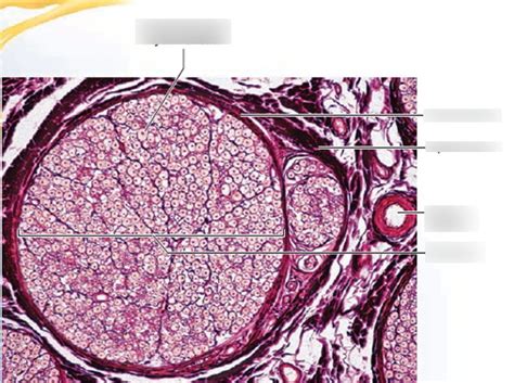 Spinal Nerve Cross Section Diagram Quizlet