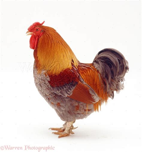 Cockerel Photo Wp32151