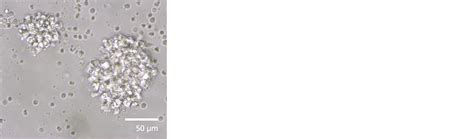 Immunocult™ Human Cd3 Cd28 Cd2 T Cell Activator Cgmp