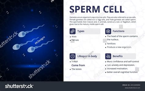 Structure Function Types Sperm Cell Vector Stock Vector Royalty Free Shutterstock
