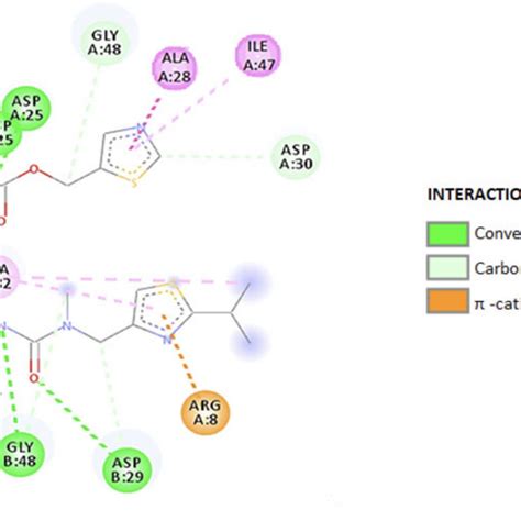 Ligand Receptor Interactions At The A And B Chains Discovery Studio