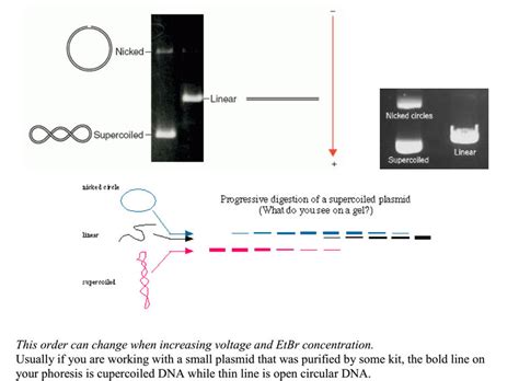 Avoiding Of Plasmid Multimers ResearchGate