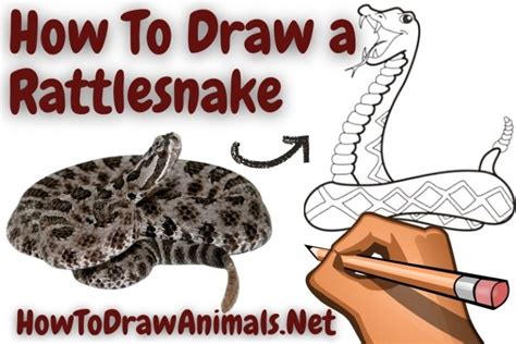 How To Draw A Centipede Fun And Easy Drawing Tutorial