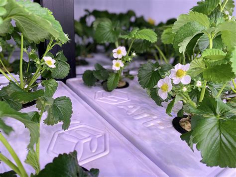 Growing Stage Detection Object Detection Model By Agroengine