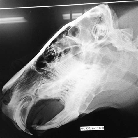 Gari Teeth Radiograph Dobby The Capybara