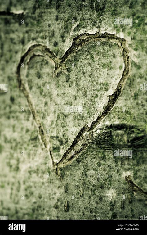 Heart Carved Into Tree Stock Photo Alamy