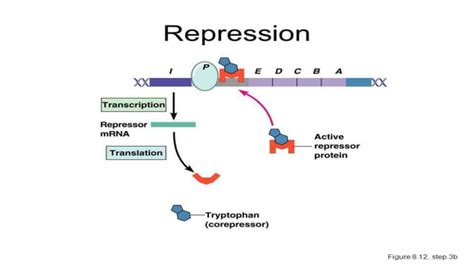Enzyme Induction And Repression Ppt