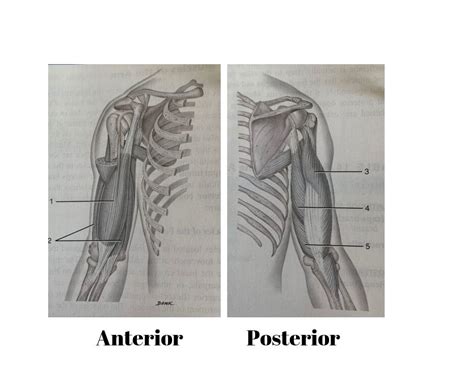 Arm Diagram Quizlet
