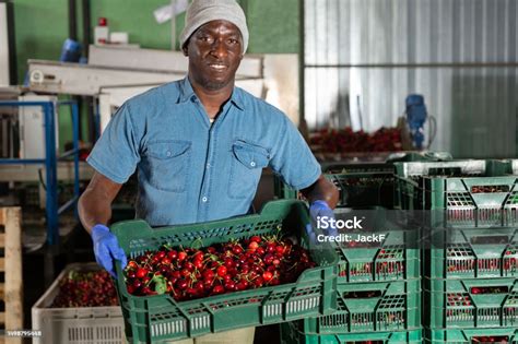 과일 창고에서 라인을 분류하고 체리 클로즈업으로 상자를 쌓아 두는 남자 40 49세에 대한 스톡 사진 및 기타 이미지 40 49세 45 49세 고급 Istock