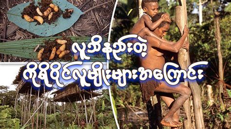 အင်ဒိုနီးရှားနိုင်ငံက ကိုရိုဝိုင်လူရိုင်းမျိုးနွယ်စုများ Youtube