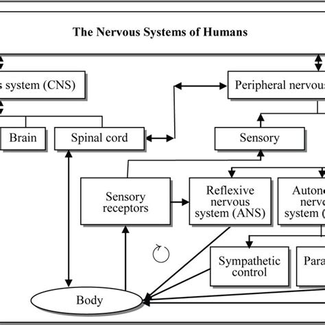 The Neural Network Model Of The Human Sensory System Download