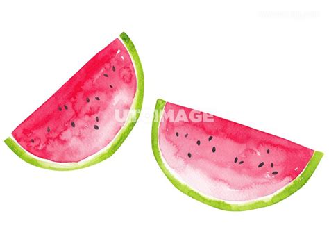 유토이미지 일러스트 수박 수채화