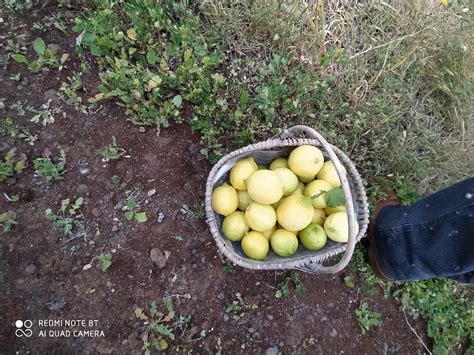 Lemon Tree Free Photo On Pixabay Pixabay