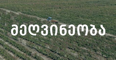 მეღვინეობა არქივი Stockfootage