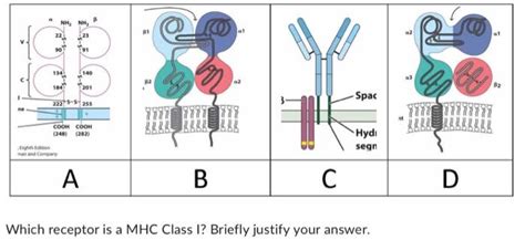 Solved Which Receptor Is A Mhc Class I Briefly Justify Your