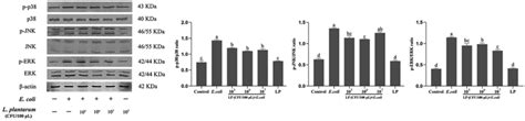 Effects Of L Plantarum 175 On Mapk Signaling Pathway In The Mammary