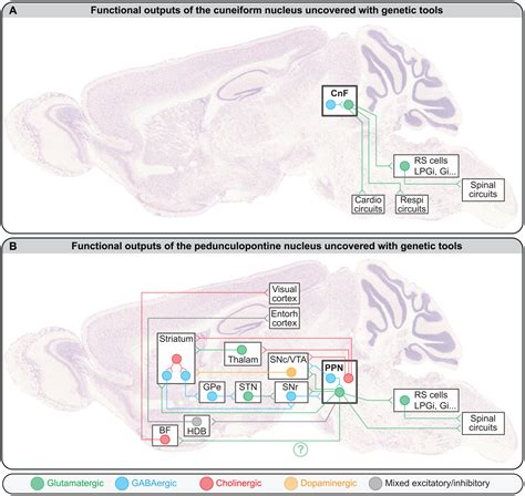 The Mesencephalic Locomotor Region Multiple Cell Types Multiple Behavioral Roles And Multiple