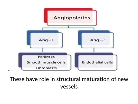 Angiogenesis In Health And Diseasepptx