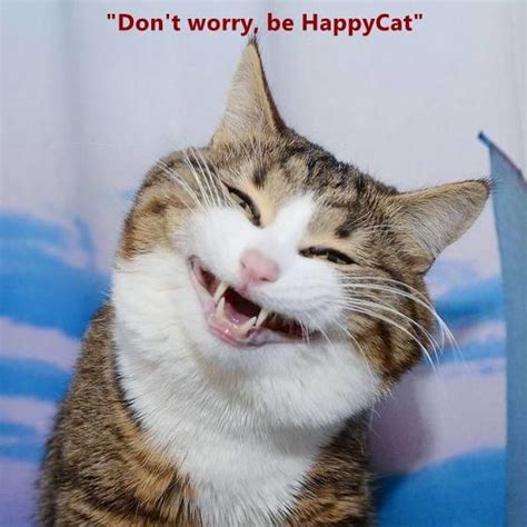 Happy Cat Memes Grumpy Cat Meme Template — Kapwing