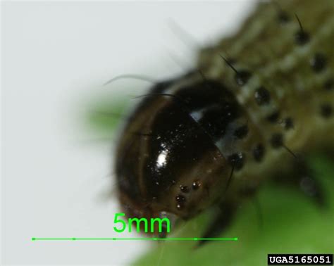 Basil Diseases And Pests Description Uses Propagation