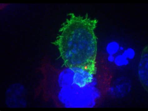 Cytotoxic T Cells Microscope