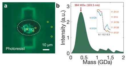 The Detection Of 100 Nm Fluorescent Polystyrene Nanoparticles By Nems