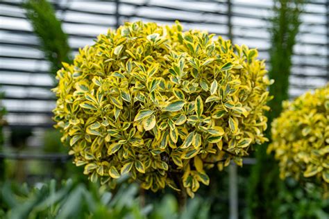38 Facts About Euonymus