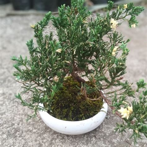 خرید و قیمت بنسای کاج رونده 2رنگ به صورت پسکرایه از غرفه روشا گل