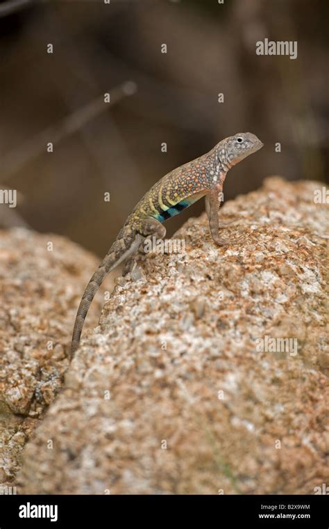 Greater Earless Lizard Cophosaurus Texanus Male In Breeding Colors