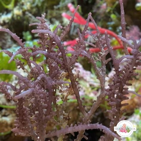 Flat Purple Laurencia Laurencia Sp Saltwater Marine Macroalgae Plant