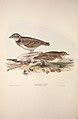 Categorythe Birds Of Europe Gould Volume 3 Wikimedia Commons