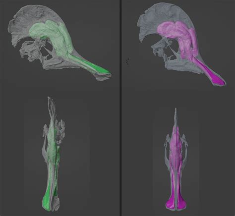 Creativeexcellence Researchexcellence Smu Elizabeth G Loboa Phd