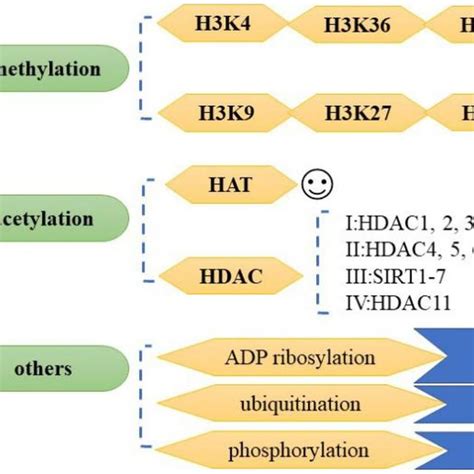 The Classification Of Histone Modification Download Scientific Diagram