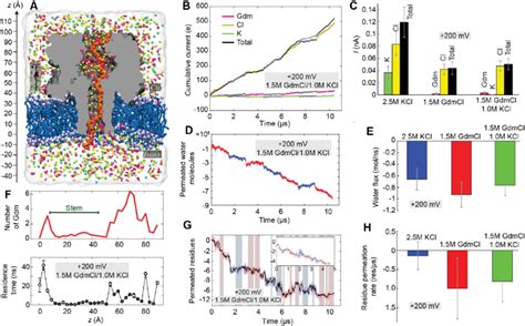 Md Simulation Of Ion Water And Peptide Transport Through α Hemolysin Download Scientific