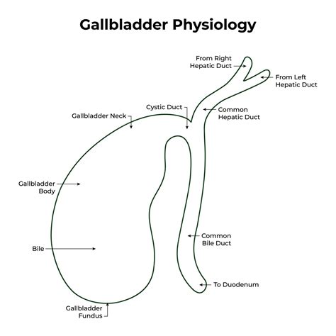 Premium Vector Gallbladder Physiology Bile Gallbladder Body Cystic
