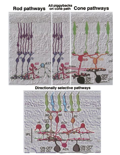 The Major Retinal Neurons Contributing To The Main Retinal Pathways Are Download Scientific
