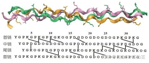 你所不知道的胶原蛋白 知乎