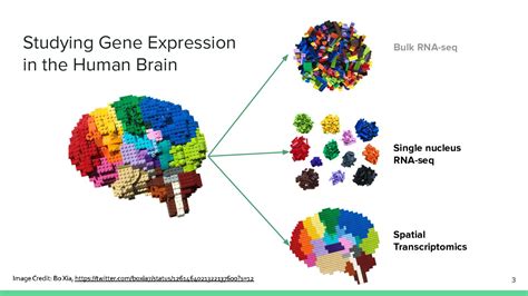 Single Cell And Spatial Transcriptomics In The Postmortem Brain Speaker Deck